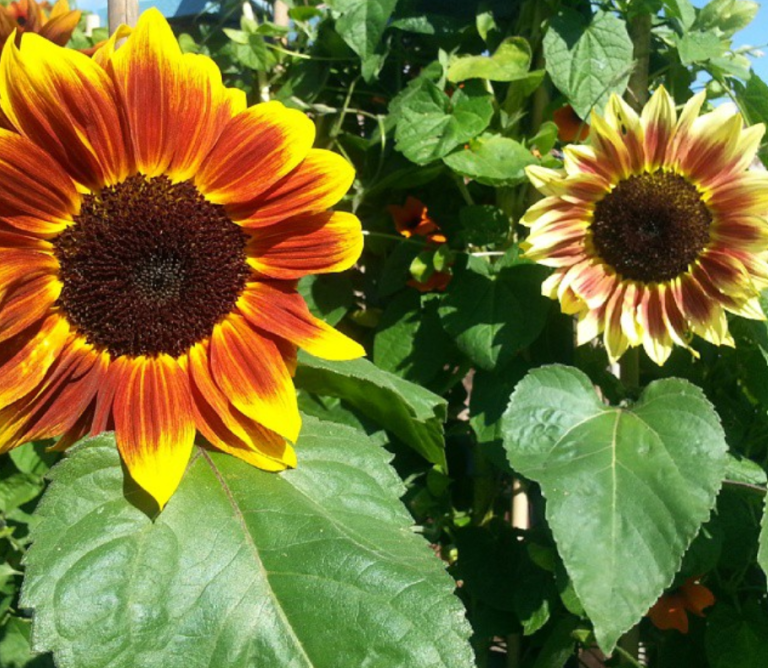 A short history of sunflowers – The Big Sunflower Project