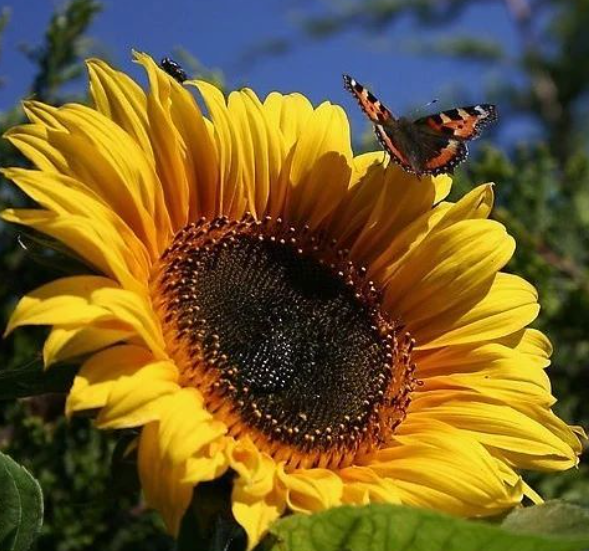A short history of sunflowers – The Big Sunflower Project