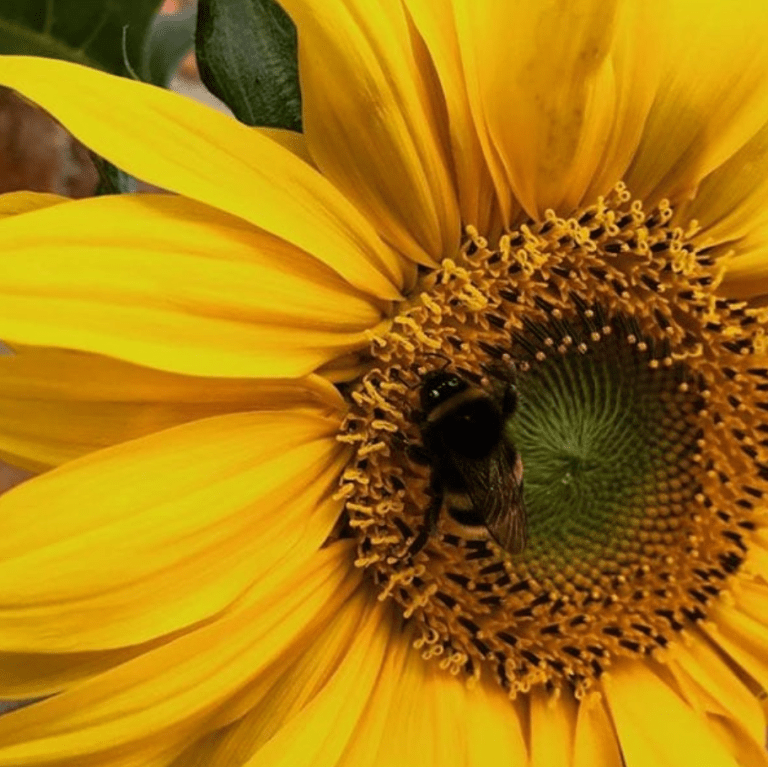 A short history of sunflowers – The Big Sunflower Project