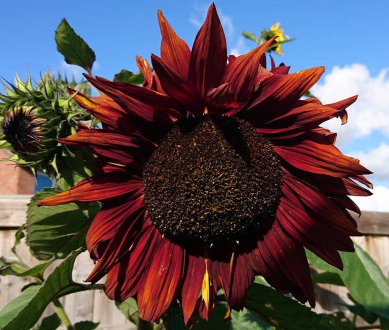 A short history of sunflowers – The Big Sunflower Project