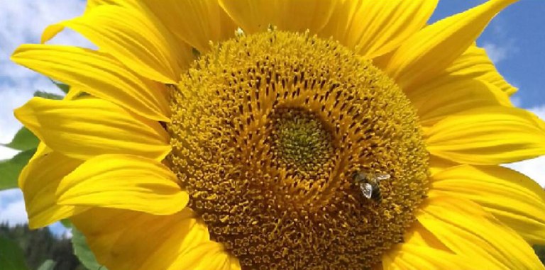 A short history of sunflowers – The Big Sunflower Project